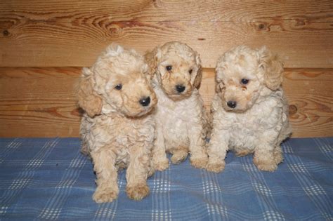 Kennel Cockapoo Kennel Cockapoo Kotisivut