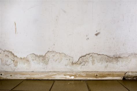 Mold Prevention After Water Damage Bactronix