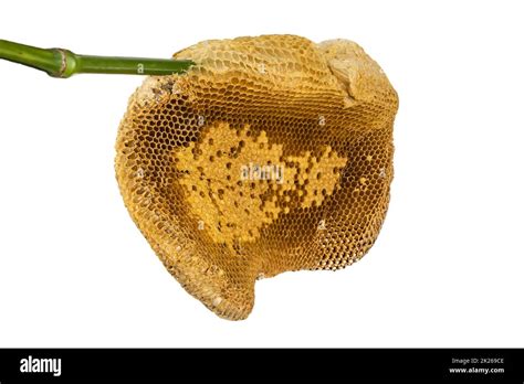 Honey Comb Structure Cut Out Stock Images Pictures Alamy