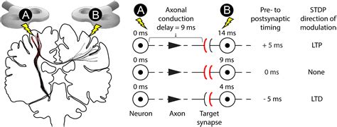 Targeted Modulation Of Human Brain Interregional Effective Connectivity With Spike Timing