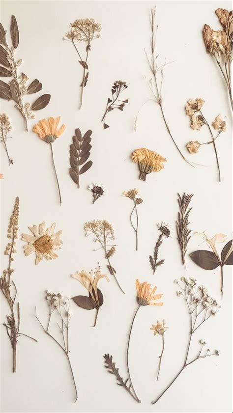 Free Photo Dried Flowers Collection On A White Wall Artofit