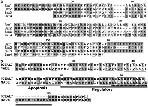 Sequence Alignment With Homologous Proteins A Clustalw Alignment Of