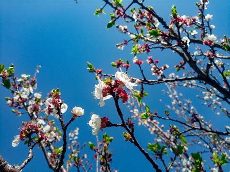 Musim Semi Pohon Bunga Foto Gratis Di Pixabay Pixabay