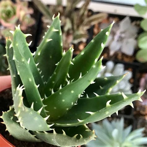 Aloe MITRIFORMIS - SUCCULENT.KUPI