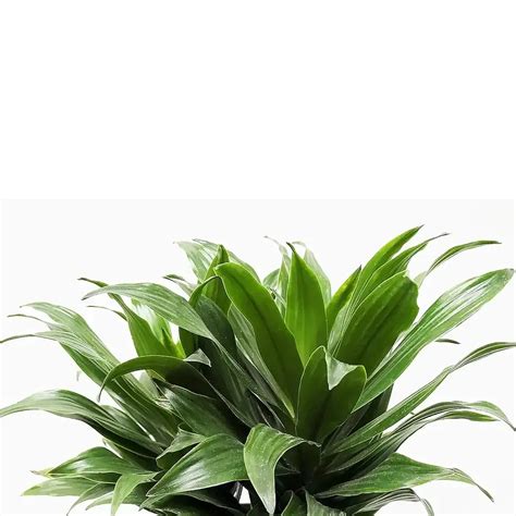 Dracaena Fragrans Compacta Buy Online At Foliage Factory