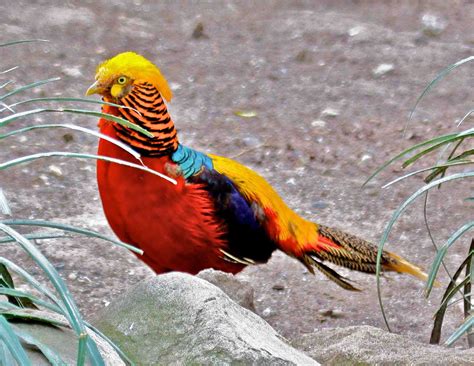 Big Bird Small Birds Colorful Birds Pretty Birds Beautiful Birds
