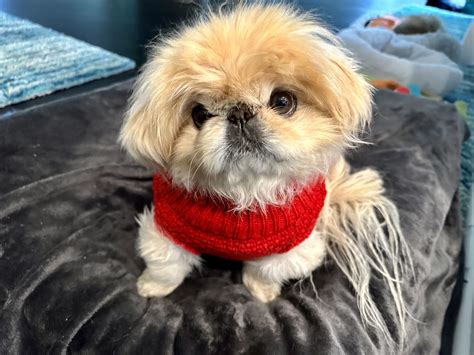 Must Love Pekes Snuffle—bad Hair Day