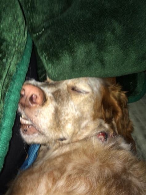 Sleeping Beauty Imgur