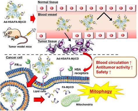 Febs Open Bio Vol 13 No 2