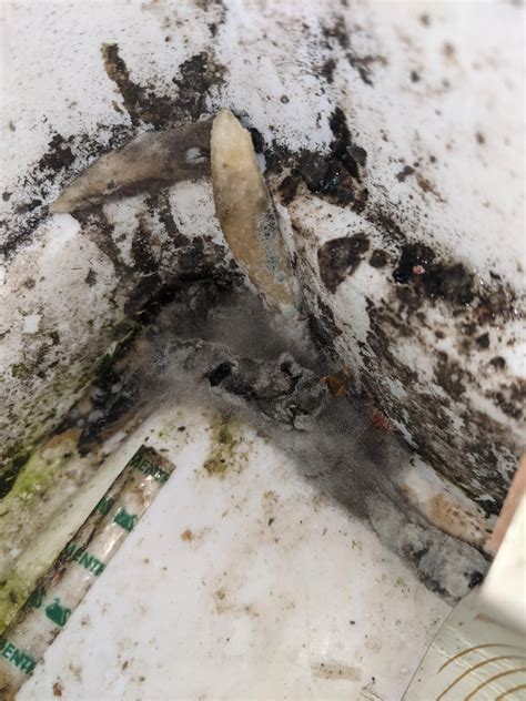 My Outside Bin Thats Overdue A Clean Scrolller