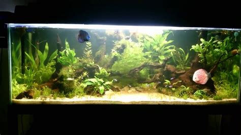 My Gallon Planted Discus Tank Youtube