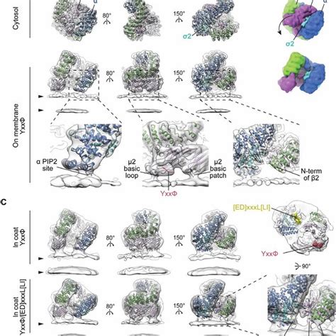 Overview Of Ap2 And Clathrin Structures A Schematic Representation