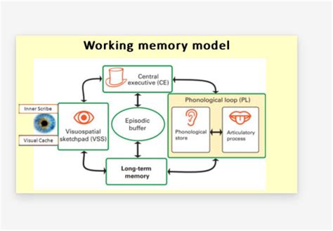 Psychology Memory The Working Memory Model Flashcards Quizlet