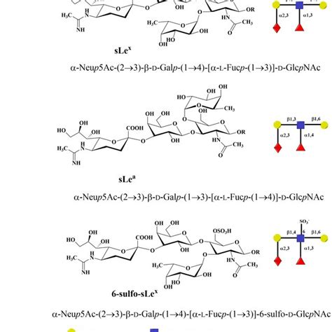 Schematic Representation Of Minimal Carbohydrate Determinant