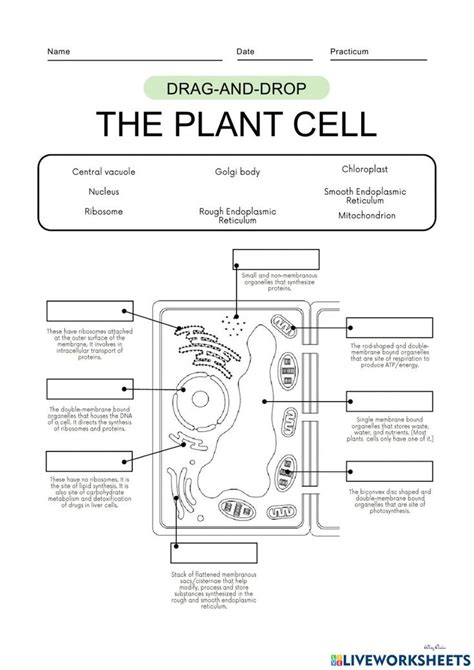 The Plant Cell Diagram With Labels And Instructions For Each Section