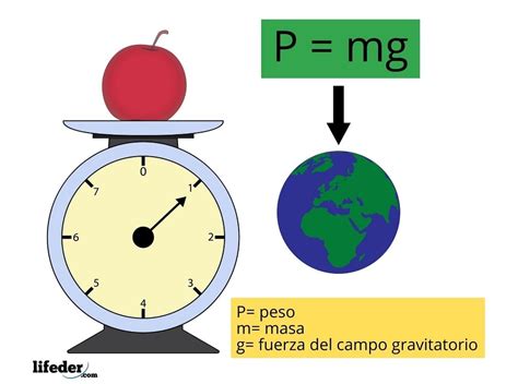La Masa Y El Peso Mind Map