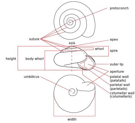 Gastropod Shell Wikipedia Nautilus Shell Diagram Anatomy Of A