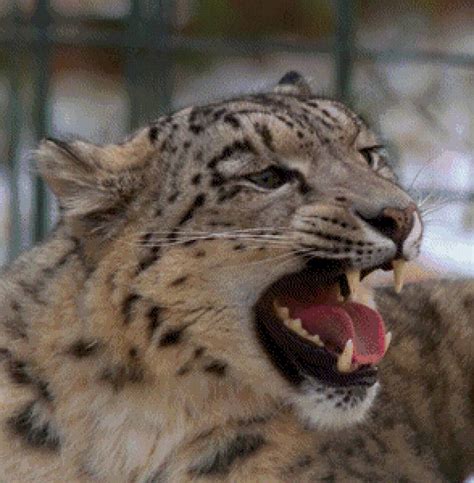 Схема вышивки «король гор №576288 Вышивка крестом