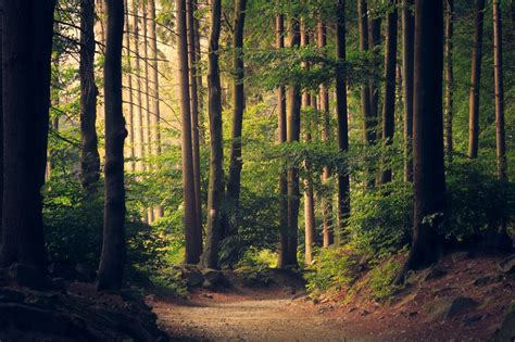 The Northern Forest 50 Million Trees Are To Be Planted Across The