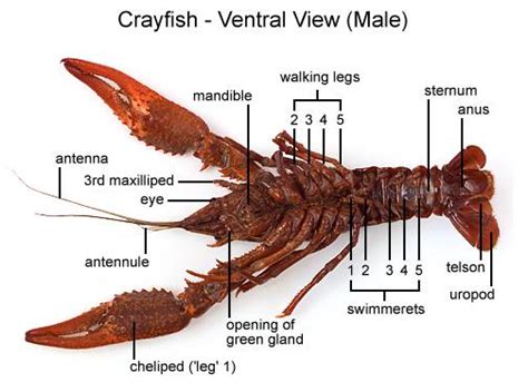 Crayfish Reproductive Organ Female