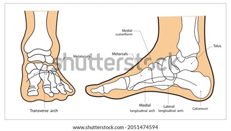 9946 Cuboidal Royalty Free Photos And Stock Images Shutterstock