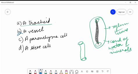 Solvedsee Fig 16 What Is The Function Of The Sieve Tubes How Does
