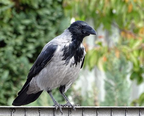 100000 Free Crow Birds And Crow Images Pixabay