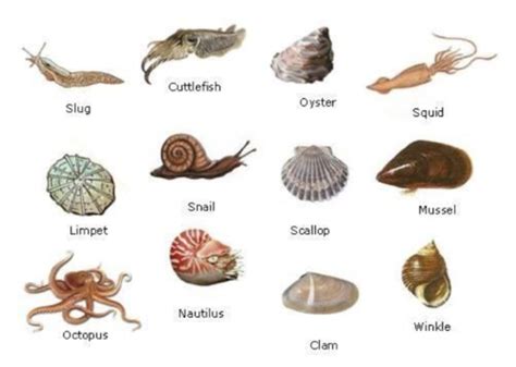 13 Bezobratlí II měkkýši kroužkovci klepítkatci Flashcards Quizlet