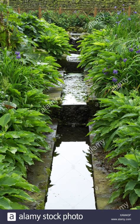 Small Rill In A Woodland Garden Planted With Various Hosta Varieties