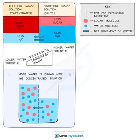 Osmosis Edexcel As Biology A Snab Revision Notes 2015