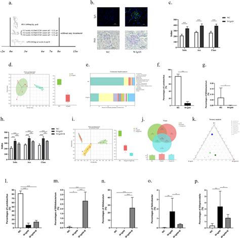 Probiotics Could Improve The Structure Of The Intestinal Flora In Mice Download Scientific