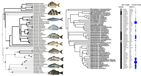 Data Visualization In R Workshop In Applied Phylogenetics