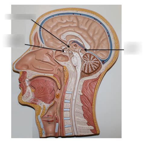 Endocrine Head Diagram Quizlet