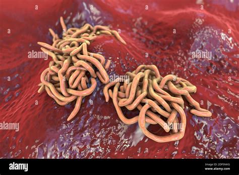 Round Worms Computer Illustration Roundworms Or Nematodes Include