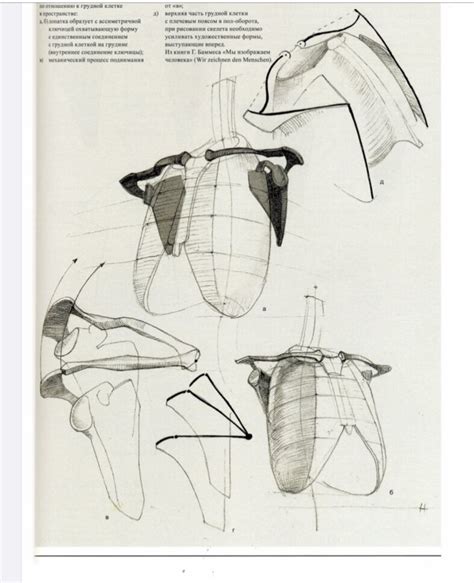 Лучшие книги по анатомии для художников Искусство и творчество от Svetlaya Z Дзен