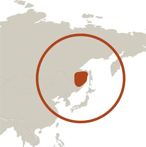 Amur Leopard Zoo Guide