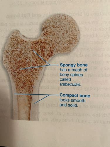 Chapter 6 Bones And Skeletal Tissues Flashcards Quizlet