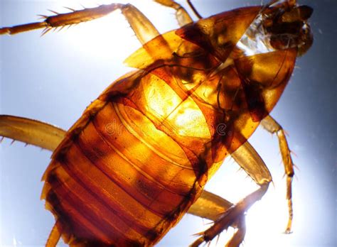 Close Up Of Cockroach Stock Image Image Of Disease 151948955