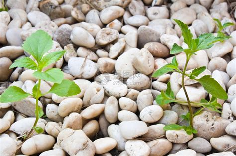 小植物在砾石上长大高清图片下载 正版图片507002928 摄图网