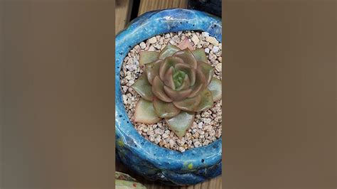 젤리로 가나요~새해 시작이다 Succulent 금다육 다육식물 성장중 Plant Youtube