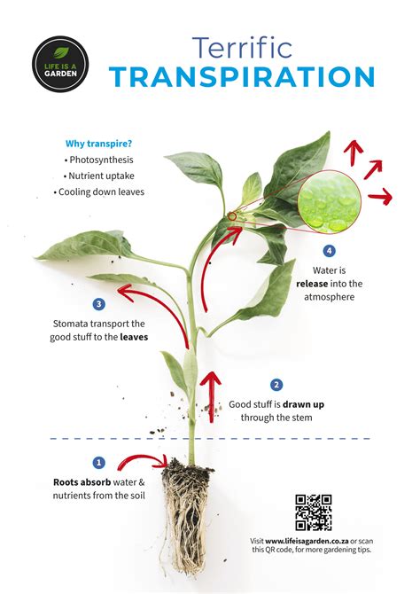 Transpiration In Plants Transport In Plants 3 Transpiration