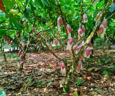 Pbsp Pbsp Is Looking For A Finance Specialist The Finance Specialist Will Implement Technical