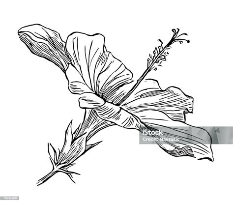 히 비 스커 스로 사 나무 중국 히 비 스커 스 중국 로즈 하와이안 하이 비 히 비스 로즈 맬로 및 신발 식물로 알려진 히비스커스에 대한 스톡 벡터 아트 및 기타 이미지