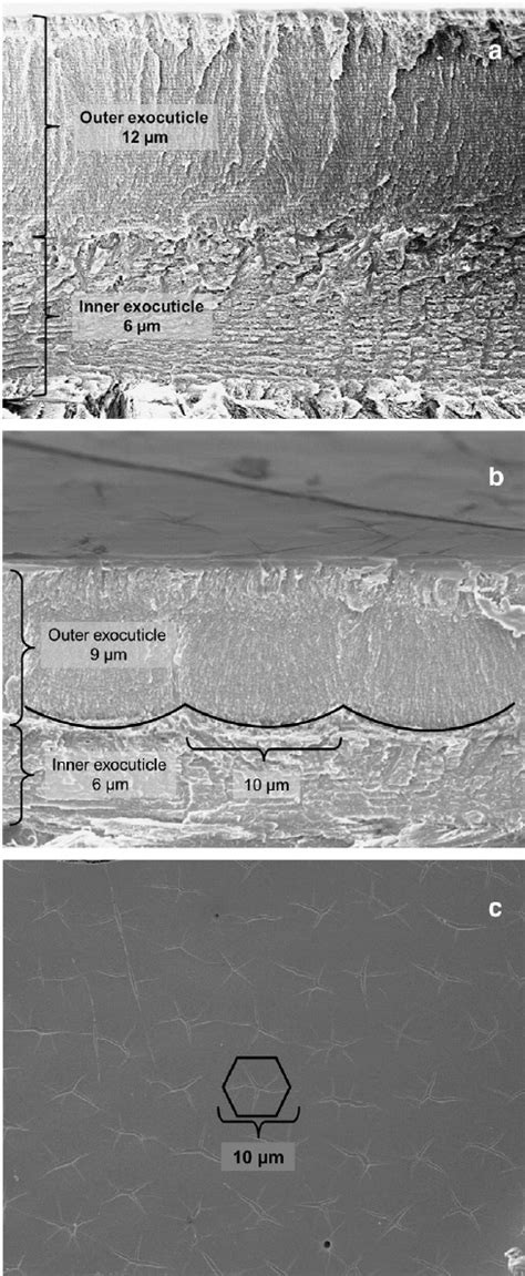 Sem Images Showing Cross Sections Of The Cuticle With The Surface Of