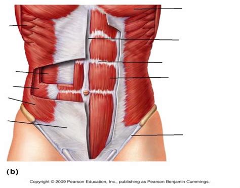 Muscles Of Anterior Trunk Diagram Quizlet