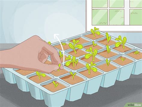 3 Formas De Sembrar Una Semilla Wikihow