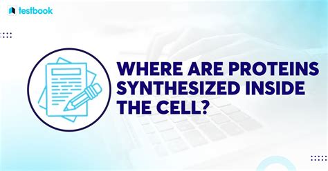 Where Are Proteins Synthesized Inside The Cell Check Info Here