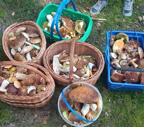 Gdzie na grzyby na Dolnym Śląsku Tu znajdziesz je na pewno MAPY