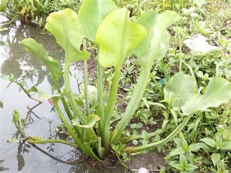 14 Gambar Bunga Genjer Gambar Bunga Indah