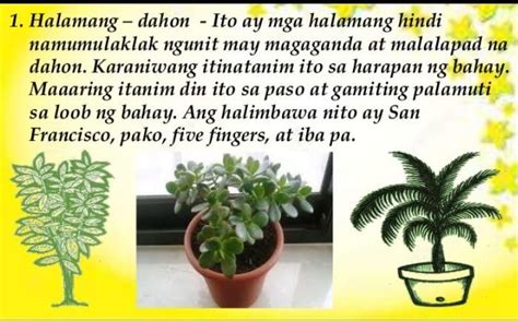 Halimbawa Ng Halamang Ornamental Na Hindi Namumulaklak 8424 The Best